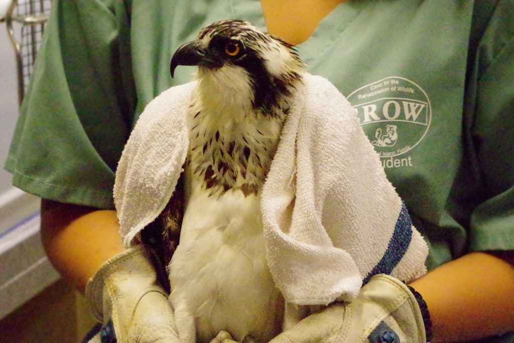 Our CROW Wildlife Rescue on Sanibel