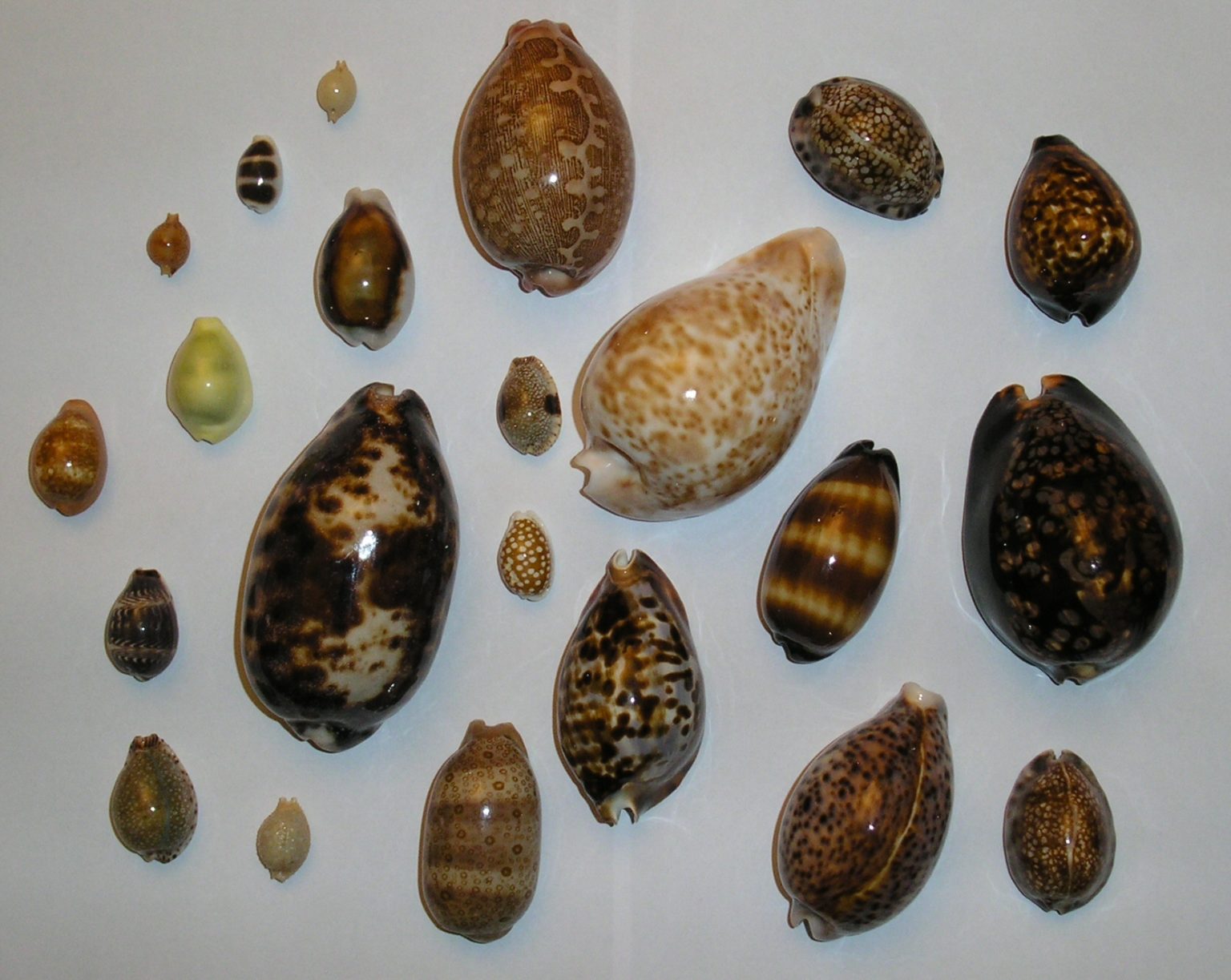 7 Rare Seashells Found on Sanibel Island & 7 Common Shells