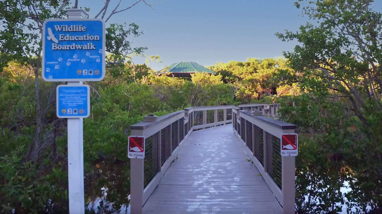 What You Might See at Ding Darling, Sanibel Island
