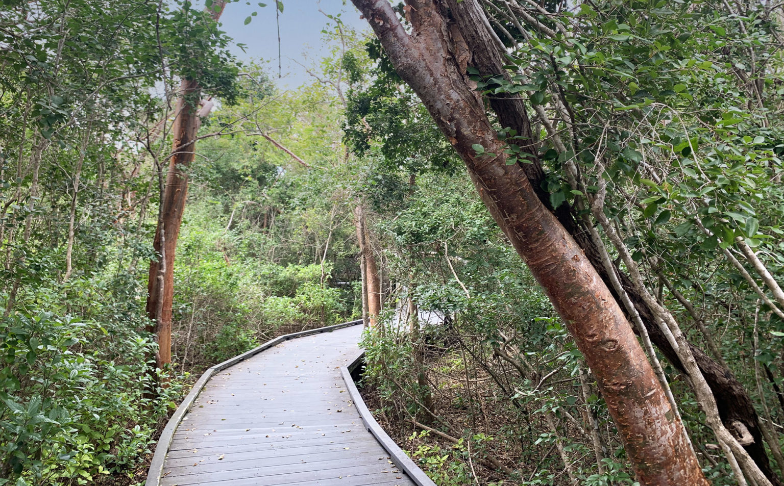 What You Might See at Ding Darling, Sanibel Island