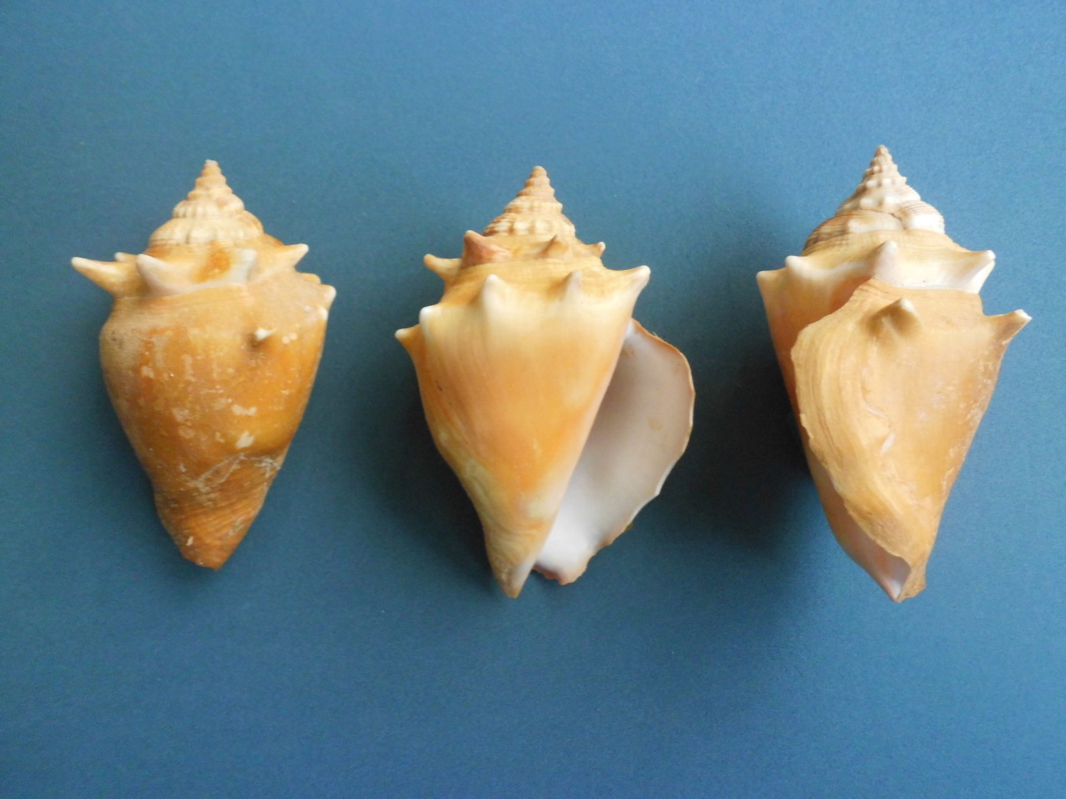 7 Rare Seashells Found on Sanibel Island & 7 Common Shells