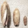 7 Rare Seashells Found on Sanibel Island & 7 Common Shells