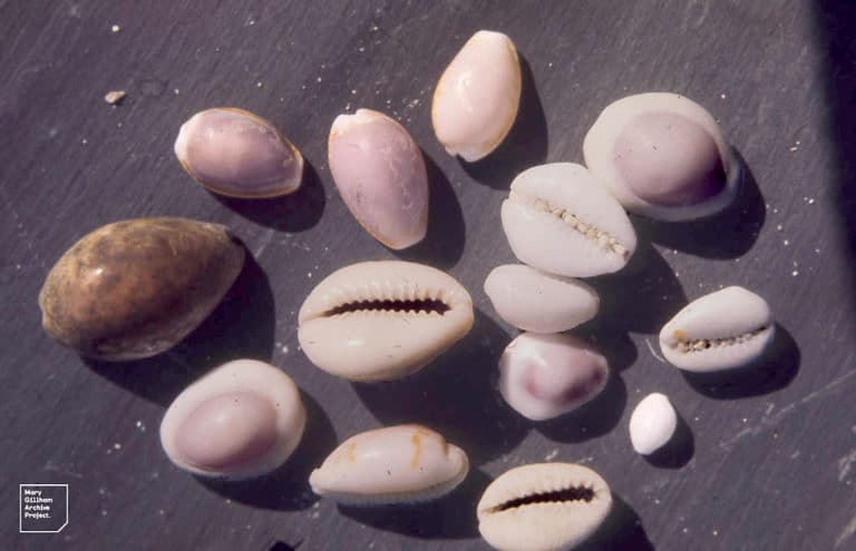 3 Fun Facts About Sea Shells - Sanibel Island