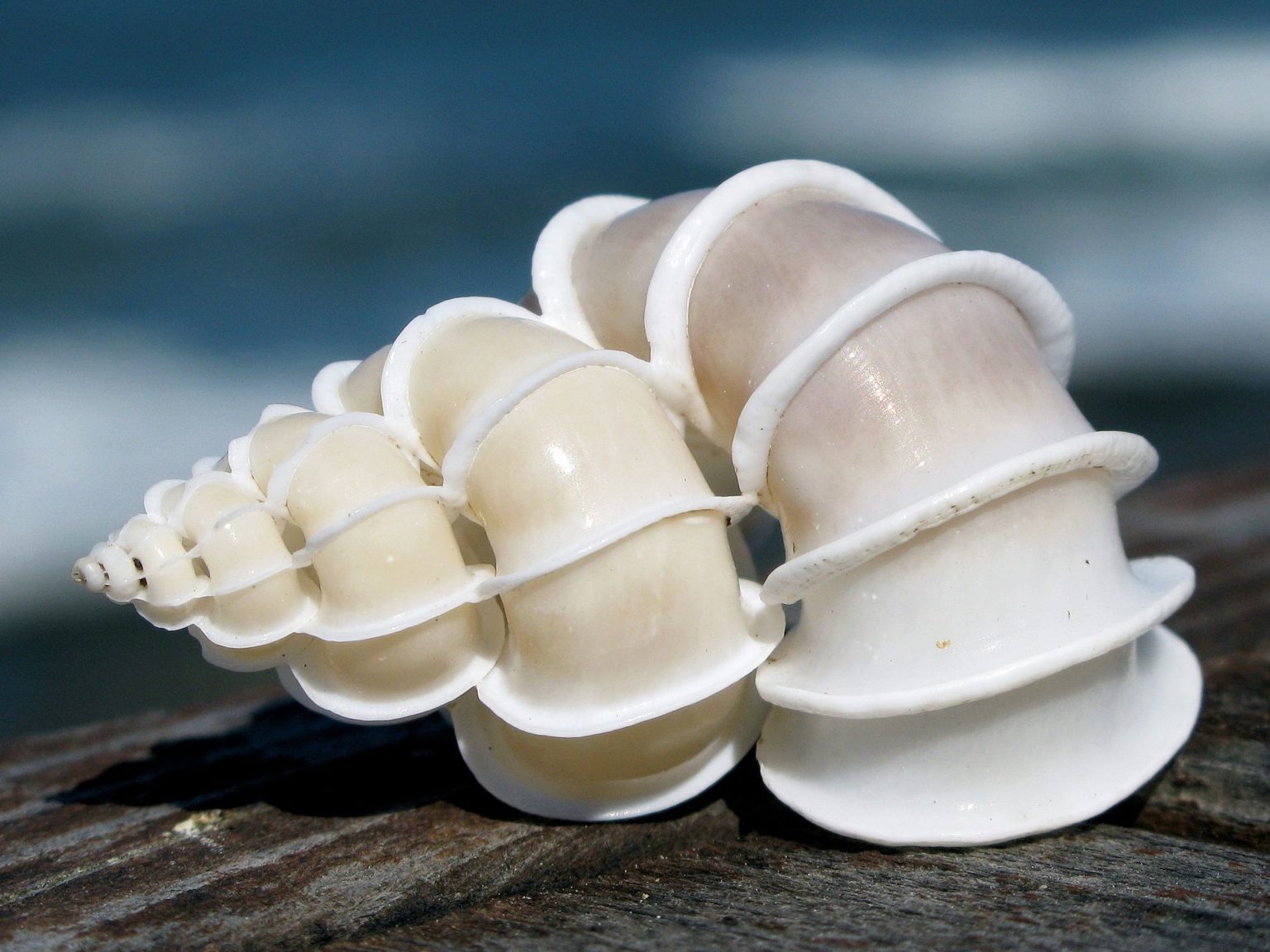 7 Rare Seashells Found on Sanibel Island & 7 Common Shells