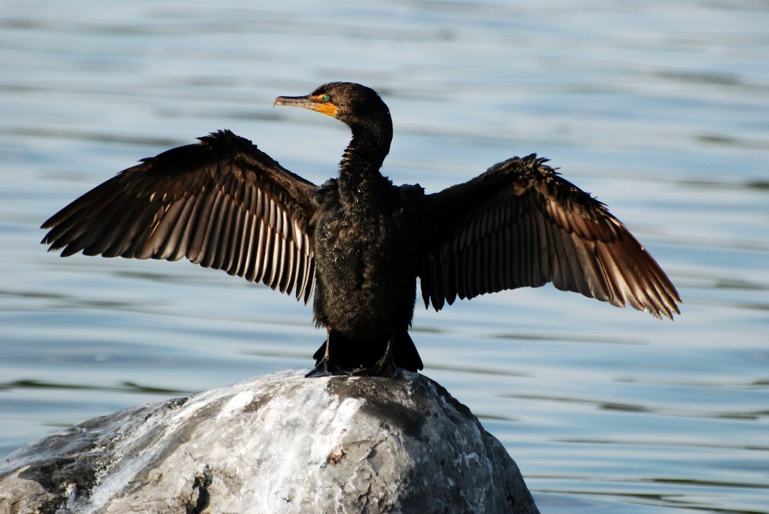 Anhinga vs Cormorant- Difference Between Anhinga & Cormorant